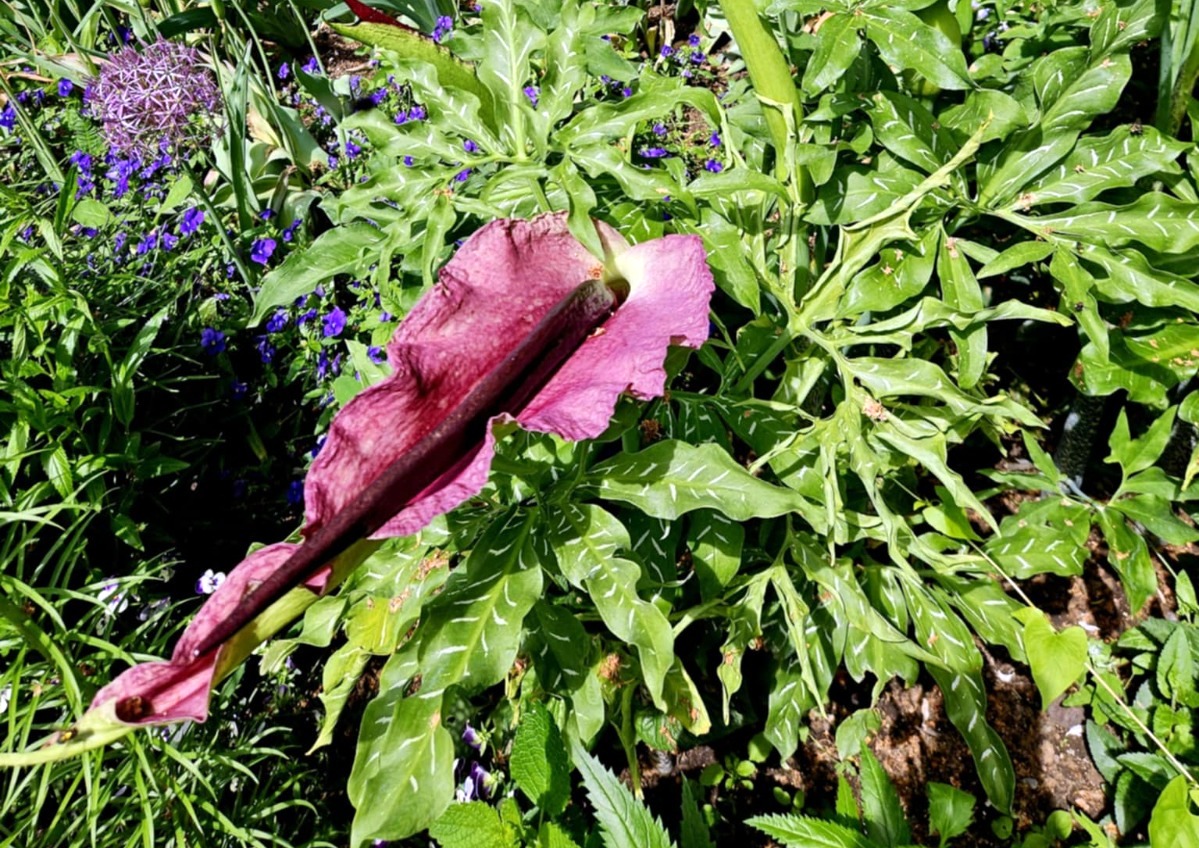 Botaniczna sensacja w Łańcucie. Smocza lilia rozkwita i… cuchnie ...